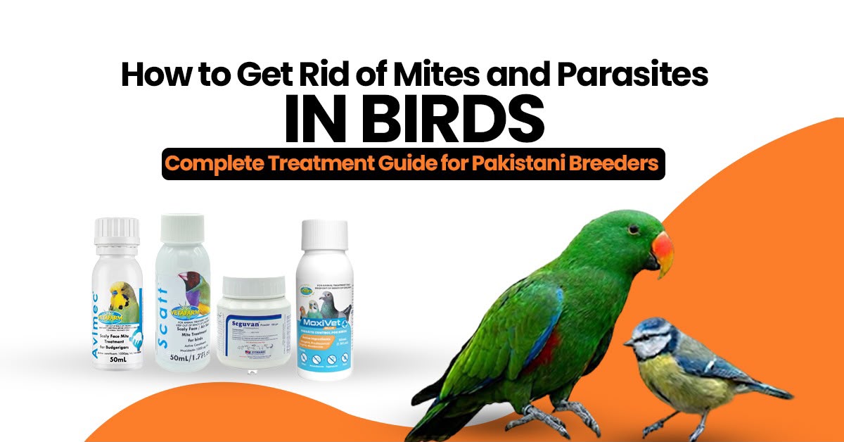 How to Get Rid of Mites and Parasites in Birds – Cage Life Care