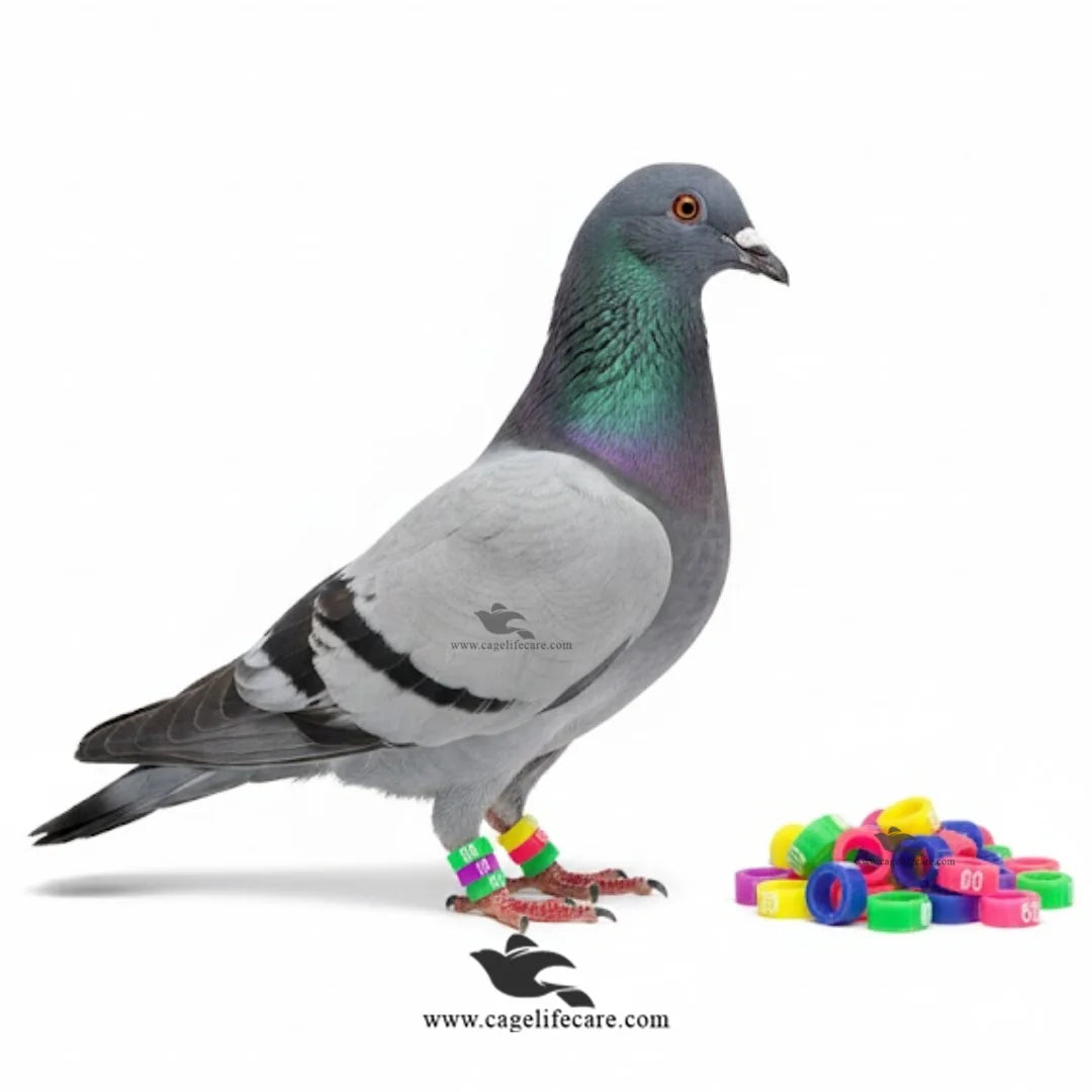 Pigeon Silicone Number Rings – Single Color (Pack of 10) – Cage Life Care